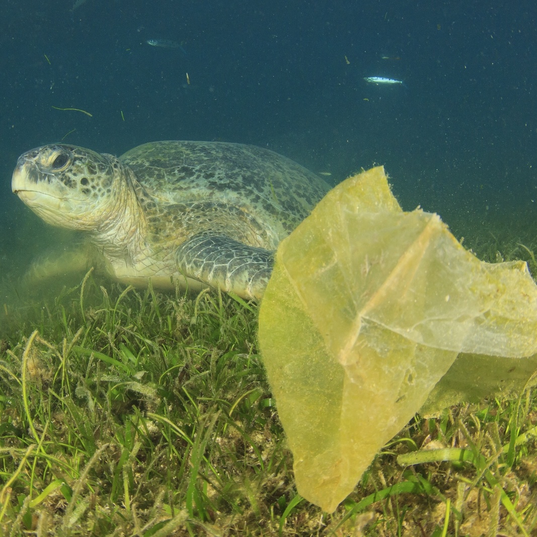 The Ocean Plastic Problem & How To Become More Circular